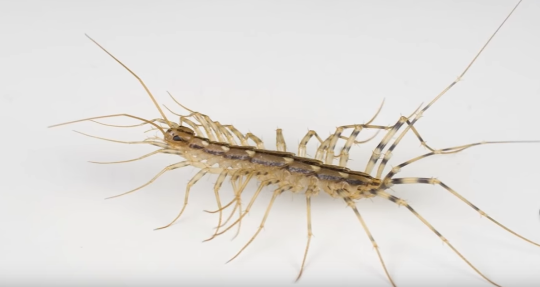 House Centipedes - Maggie Poon | Real Estate Agent